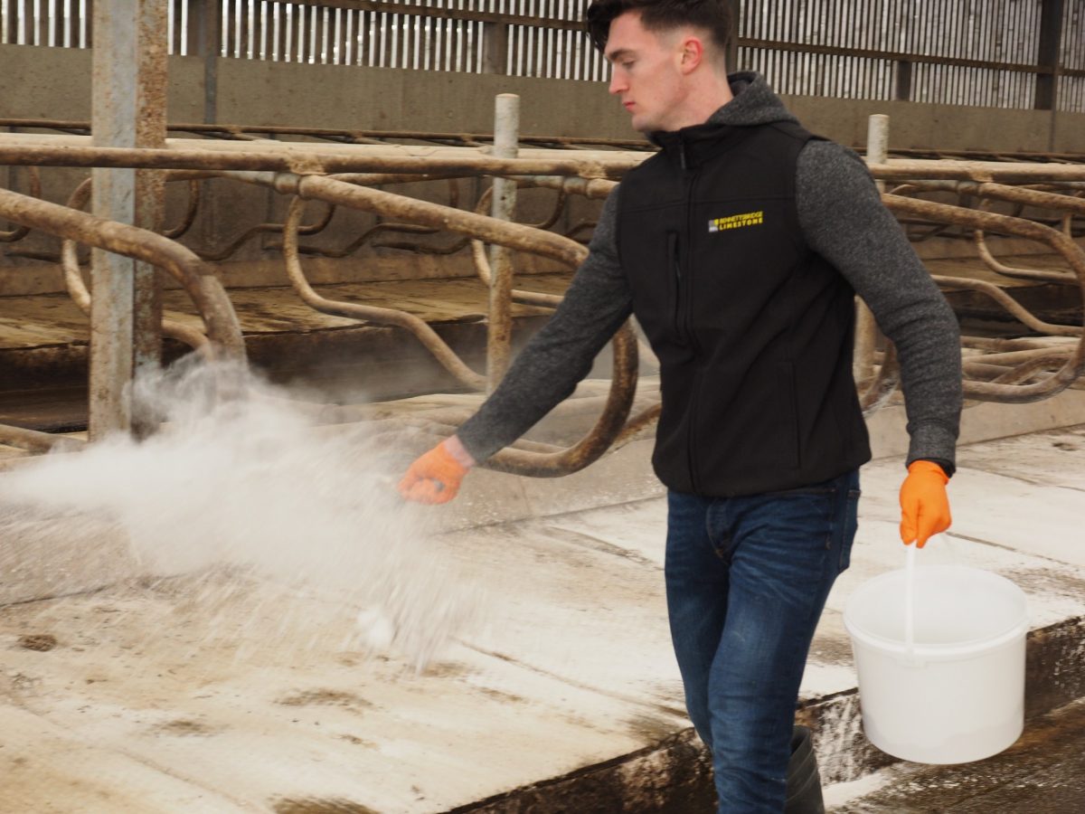 Cubicle Lime - Bennettsbridge Limestone