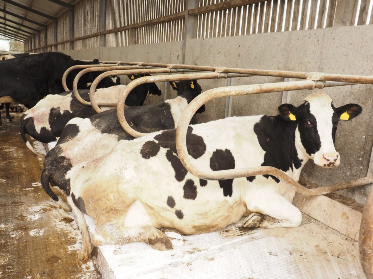 Why cubicle lime is key to mastitis prevention | Bennettsbridge Limestone
